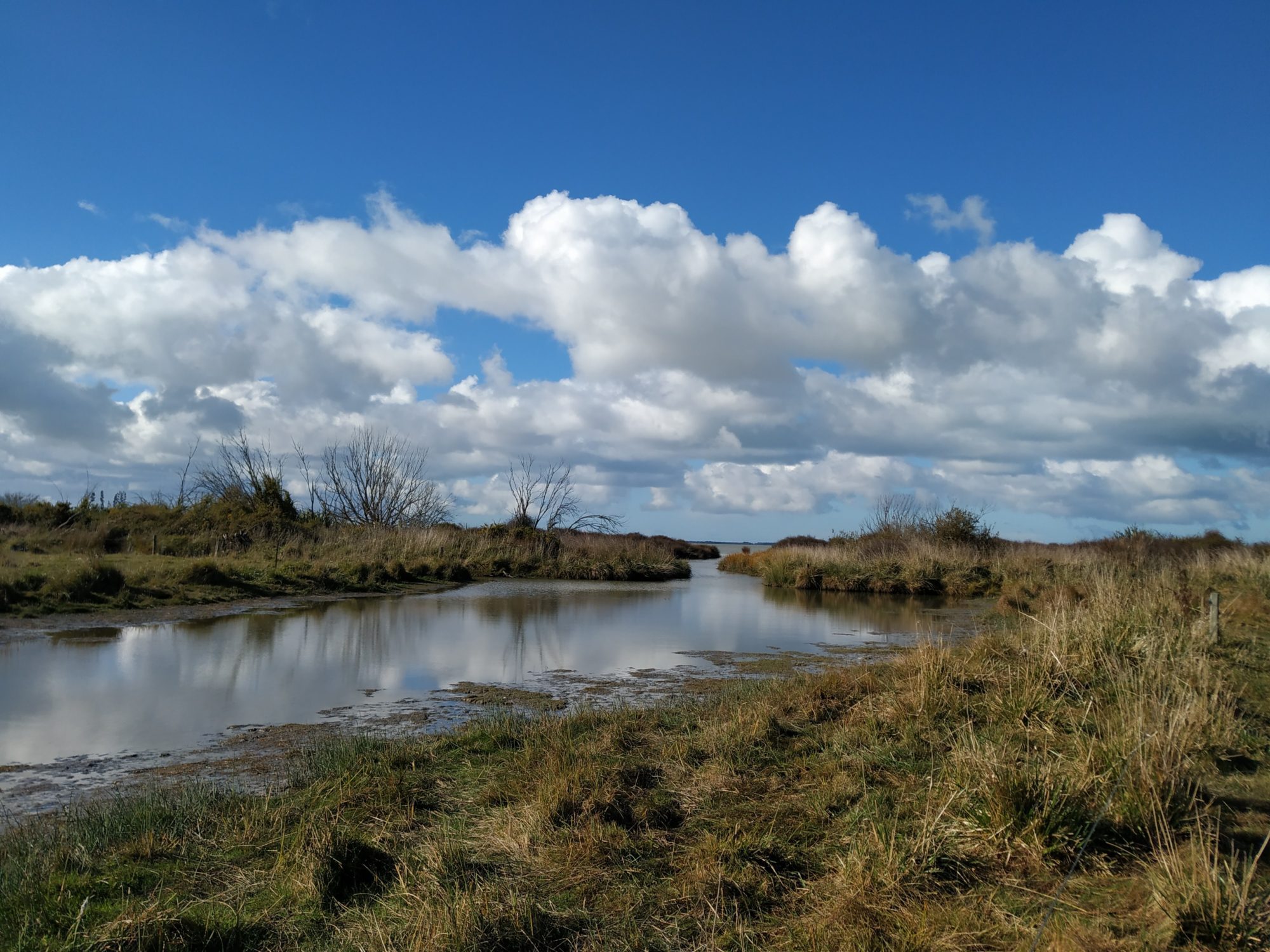 Te Waihora wetland and riparian planting | Ellesmere Sustainable ...